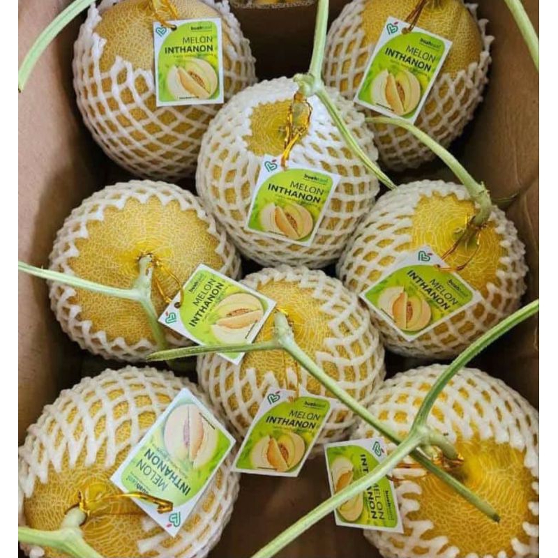 Jual Melon Premium Inthanon 1 Buah | Shopee Indonesia