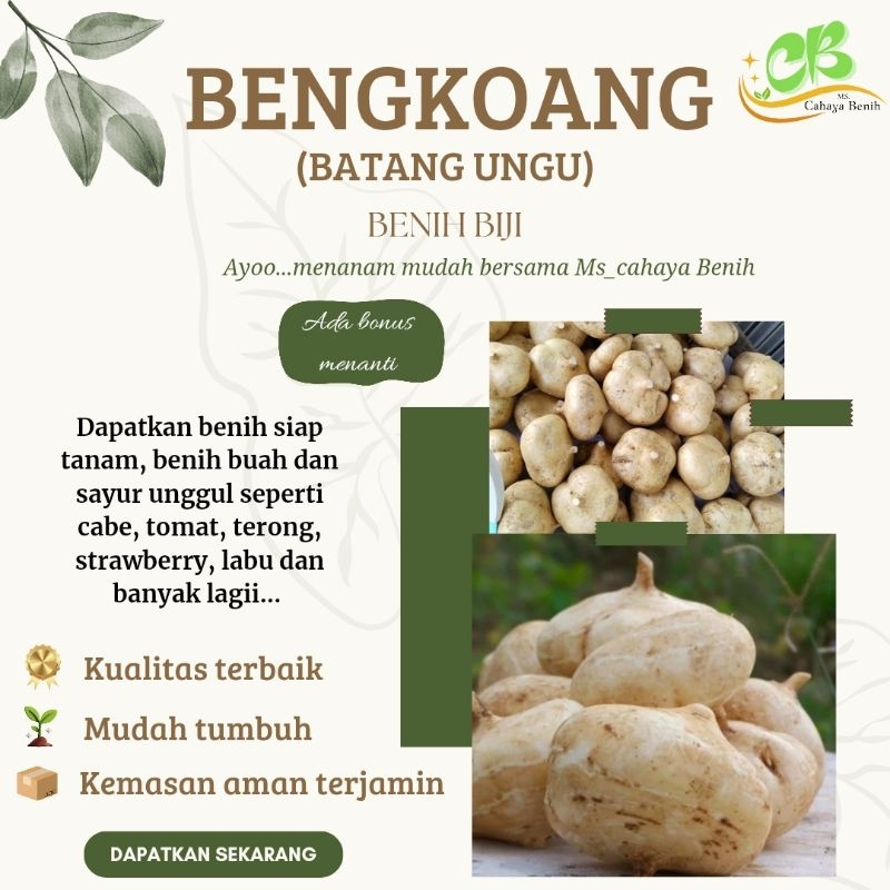 Jual Benih Bengkoang manis batang ungu paket (1 kg) SORTIRAN (pilihan ...