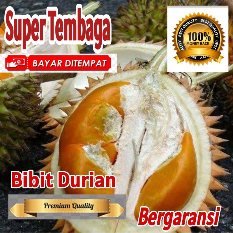 Jual Bibit Durian SUPER TEMBAGA | Bergaransi Asli Kualitas Super | Shopee Indonesia