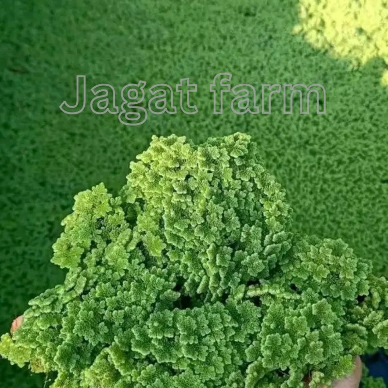 Jual Azolla Purwodadi | pakan ayam kampung dan entok 250 gram | Shopee ...