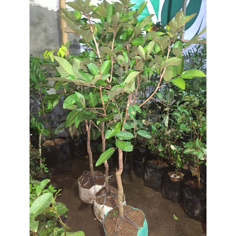 Jual Tanaman rambutan batang super besar rimbun 1 meter up | Shopee ...
