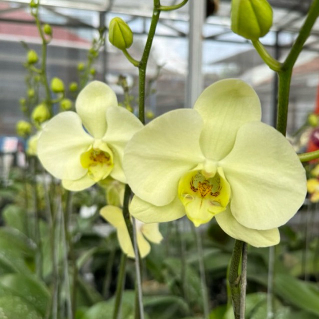 Jual LIVE POPCORN BU MAYA | Shopee Indonesia