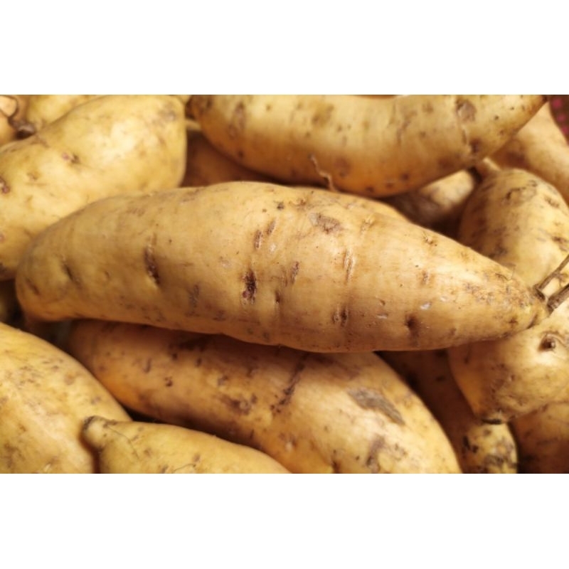 Jual ubi_cilembu_mentah(besar 1 kg) | Shopee Indonesia