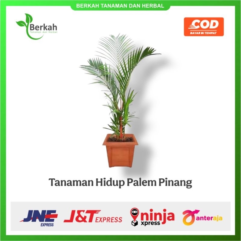 Jual Tanaman Hidup Indoor Palem Pinang Merah 1,5 Meter - Tanaman Hias ...