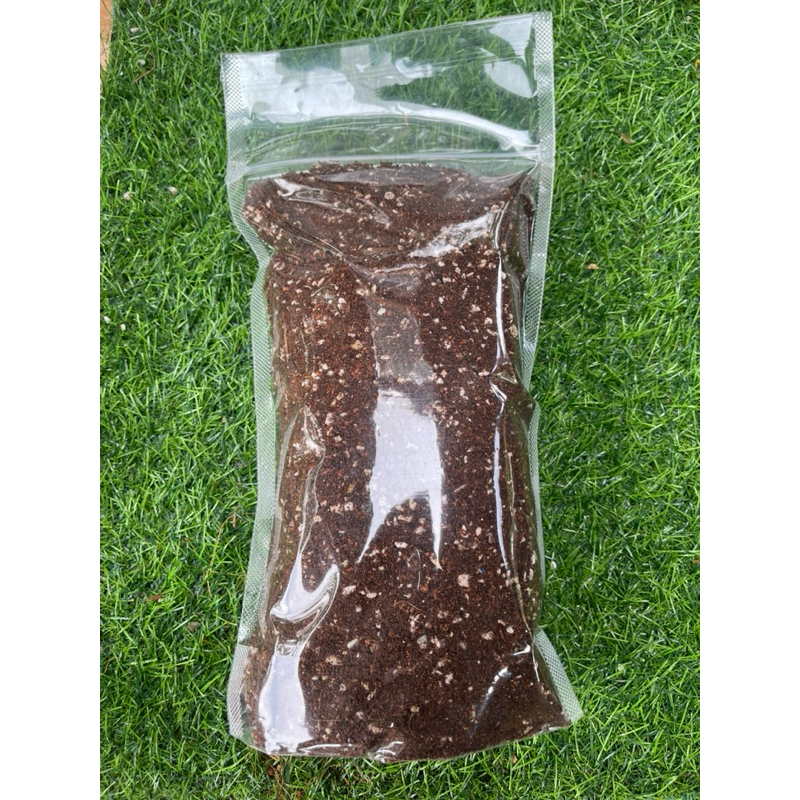 Jual media tanam lithops all size | Shopee Indonesia