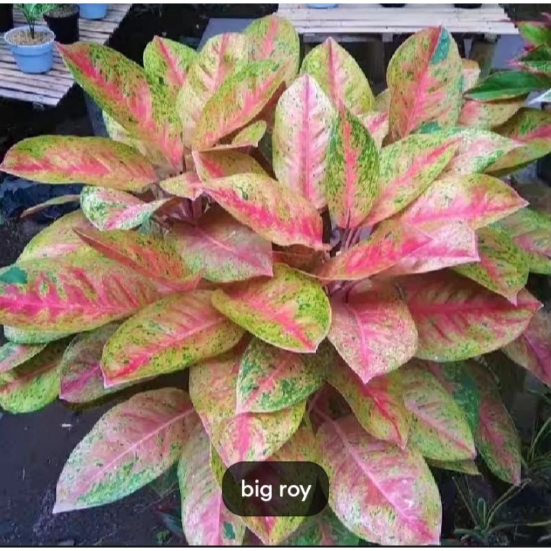 Jual Aglonema Big Roy tanaman hias cocok buat di dpan rmh tinggi 25 cm 6-7 batang daun | Shopee ...