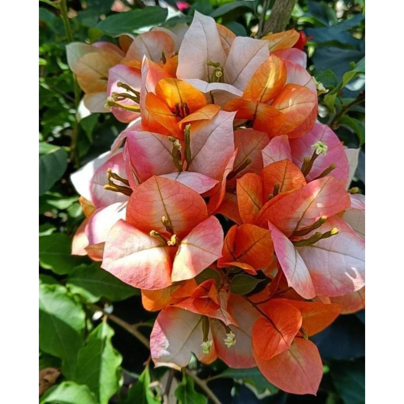 Jual Bugenvil ID Golden Sansen Bunga Gradasi Cantik Ori | Shopee Indonesia