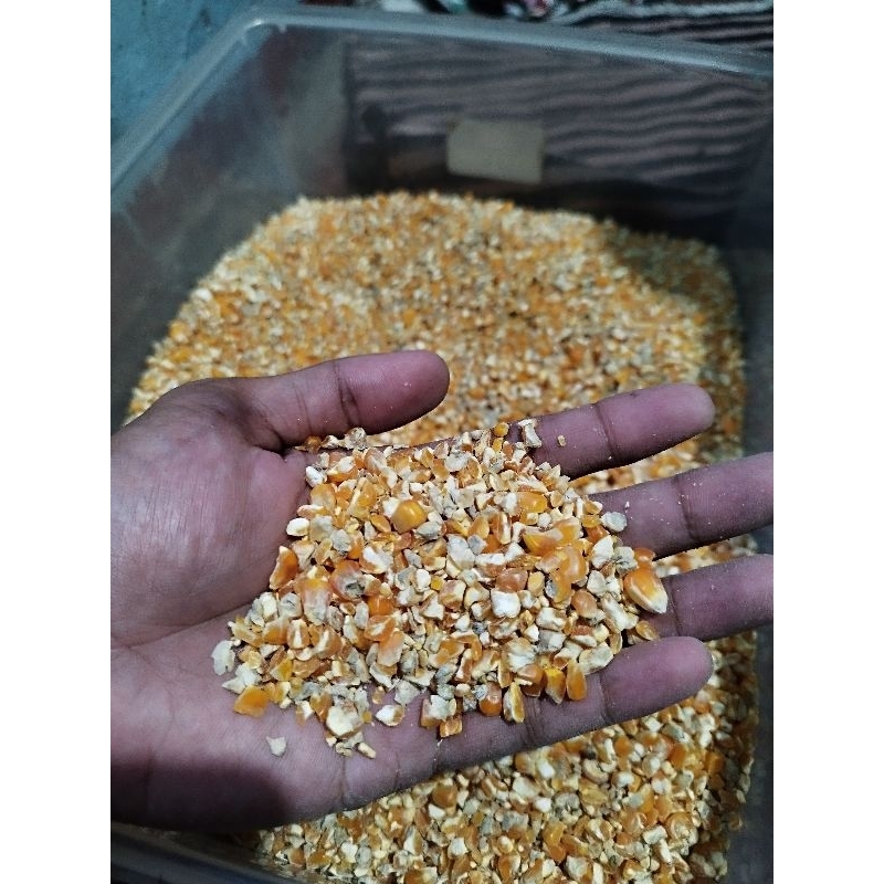 Jual jagung pecah giling pakan ayam petelur ternak | Shopee Indonesia