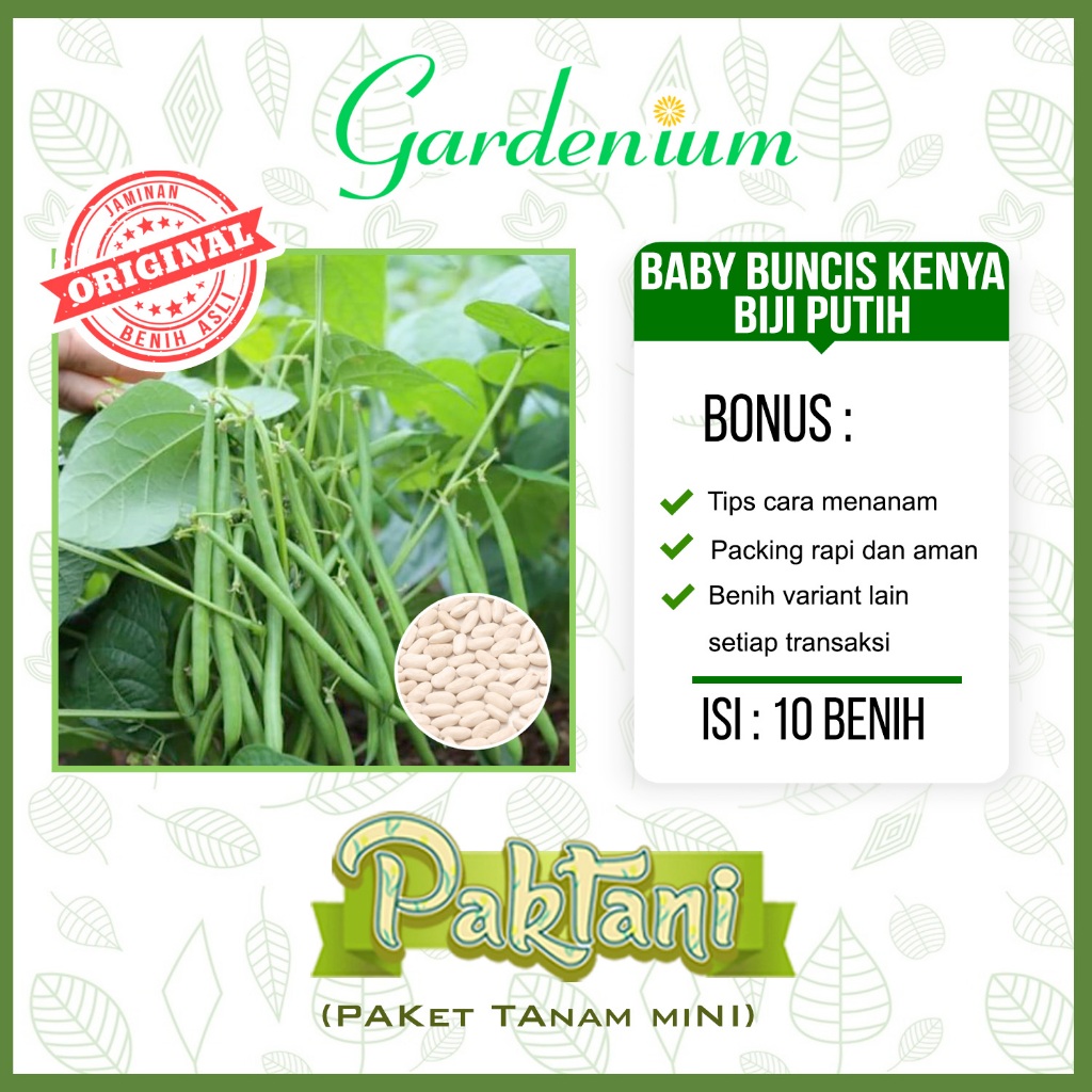 Jual 10 Benih Baby Buncis Kenya Biji Putih Buncis Perdu Non Rambat ...