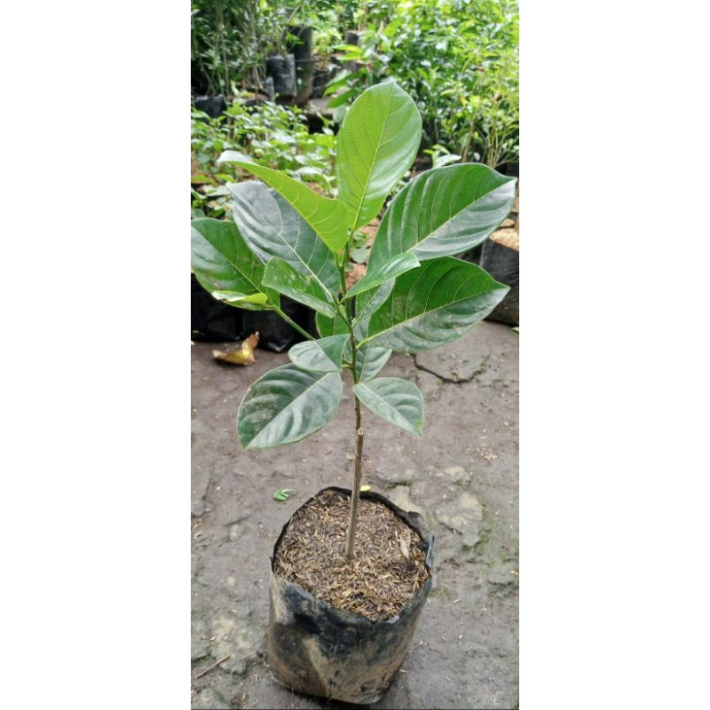 Jual Jual Tanaman Pohon Nangka Mini / Pohon Nangka Mini | Shopee Indonesia