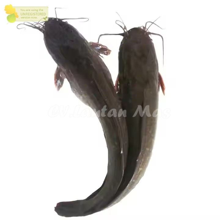 Jual Ikan Lele Hidup Live Ikan Lele Segar 1Kg | Shopee Indonesia