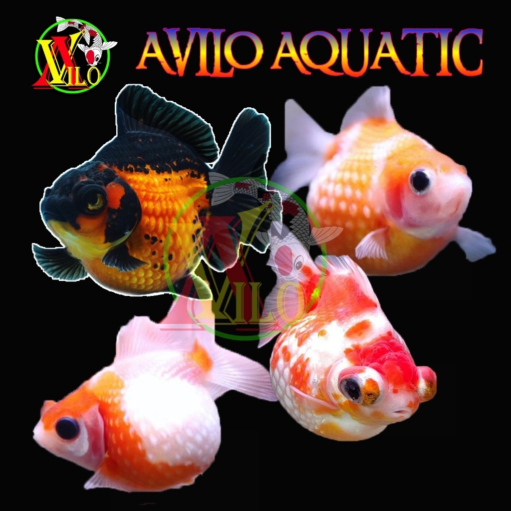 Jual ikan hias mas koki mutiara pearl ukuran kecil 3 - 5 cm warna ...