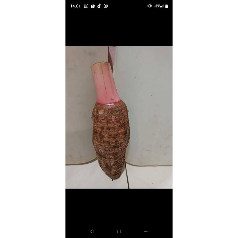 Jual ubi talas pratama/ bentol | Shopee Indonesia