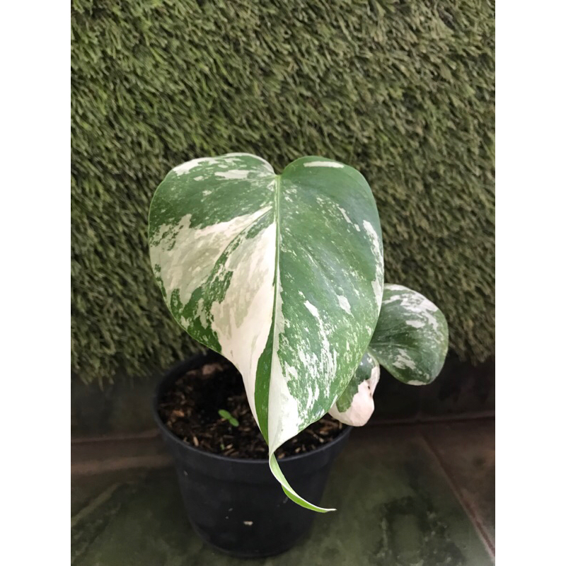 Jual monstera varigata marble | Shopee Indonesia