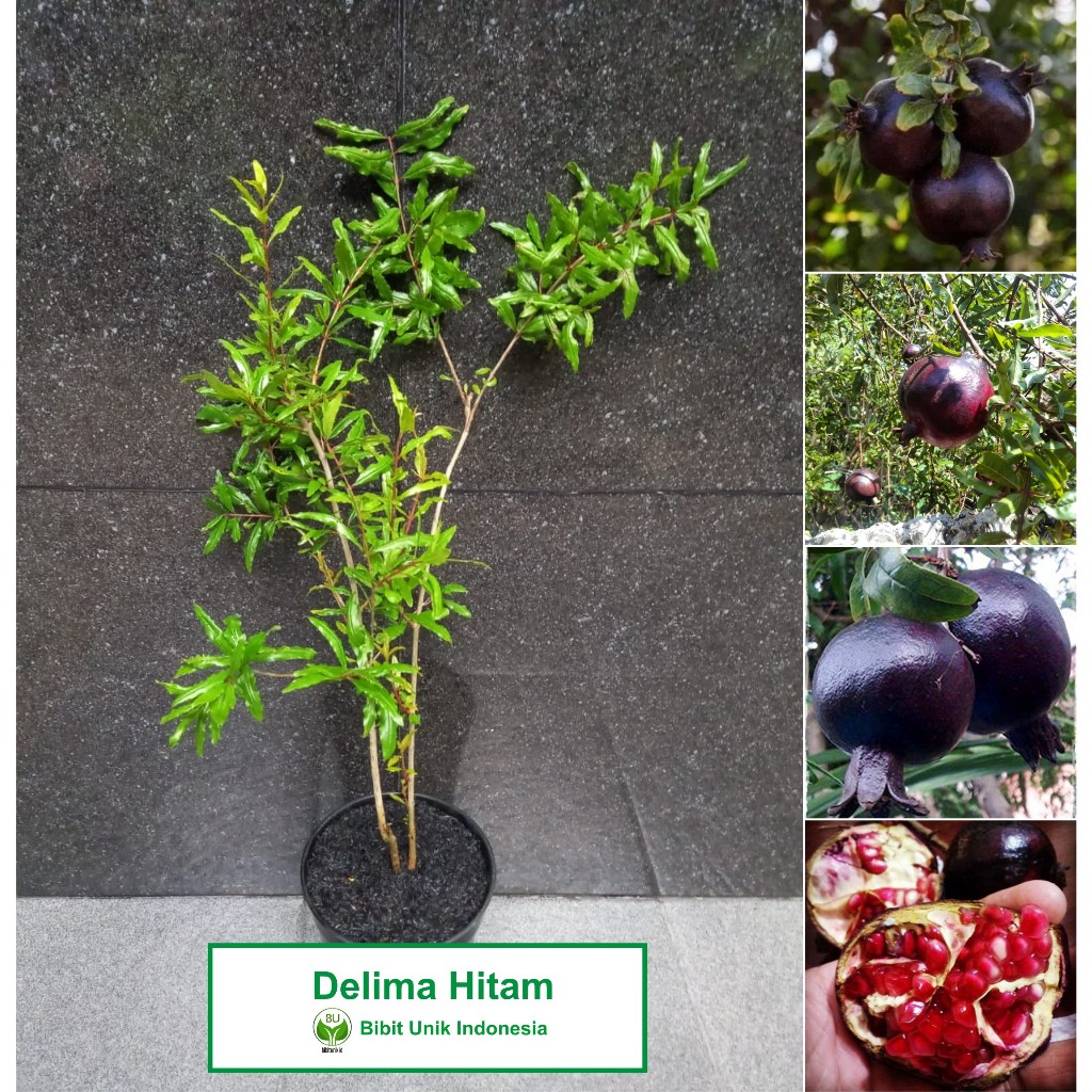 Jual DELIMA HITAM CANGKOK ORIGINAL | Shopee Indonesia