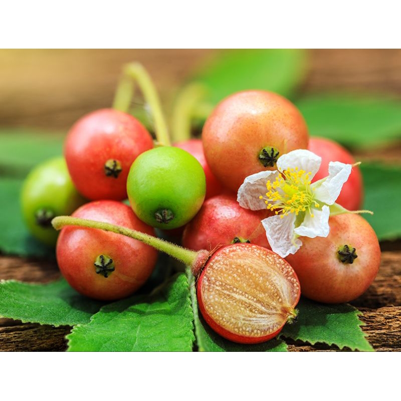 Jual Buah kersem / Buah Kersen / Buah Talok / Buah Kerukup siam per ...