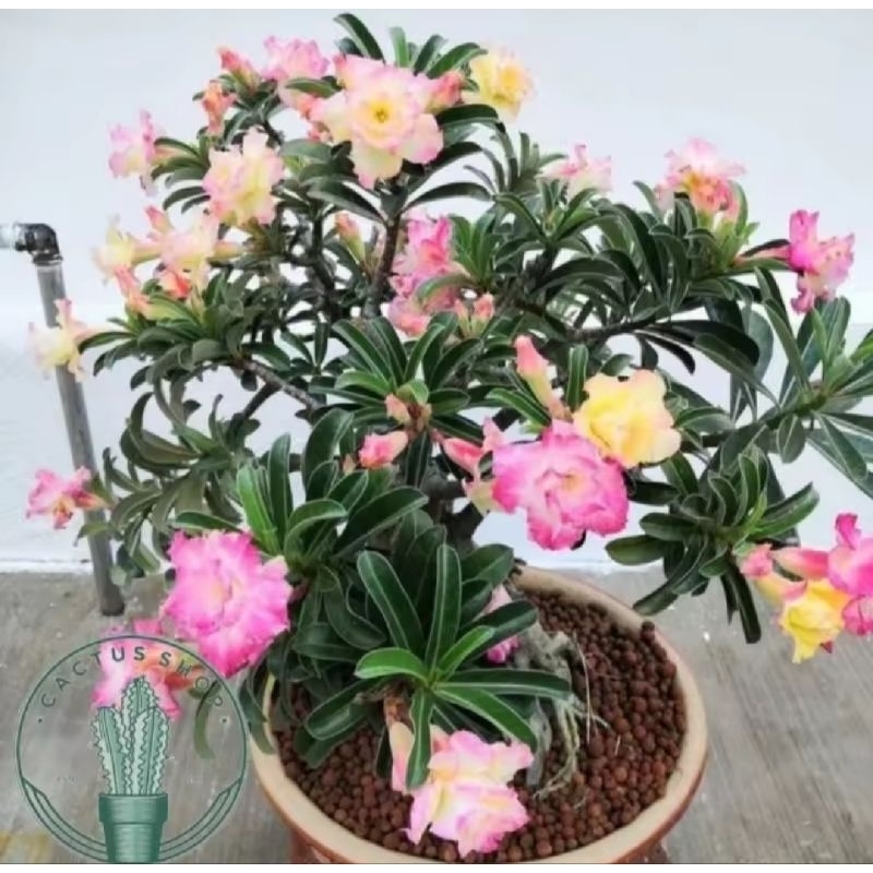 Jual Pohon Adenium Bunga Tumpuk 4 Rupa Kamboja Jepang Bonsai