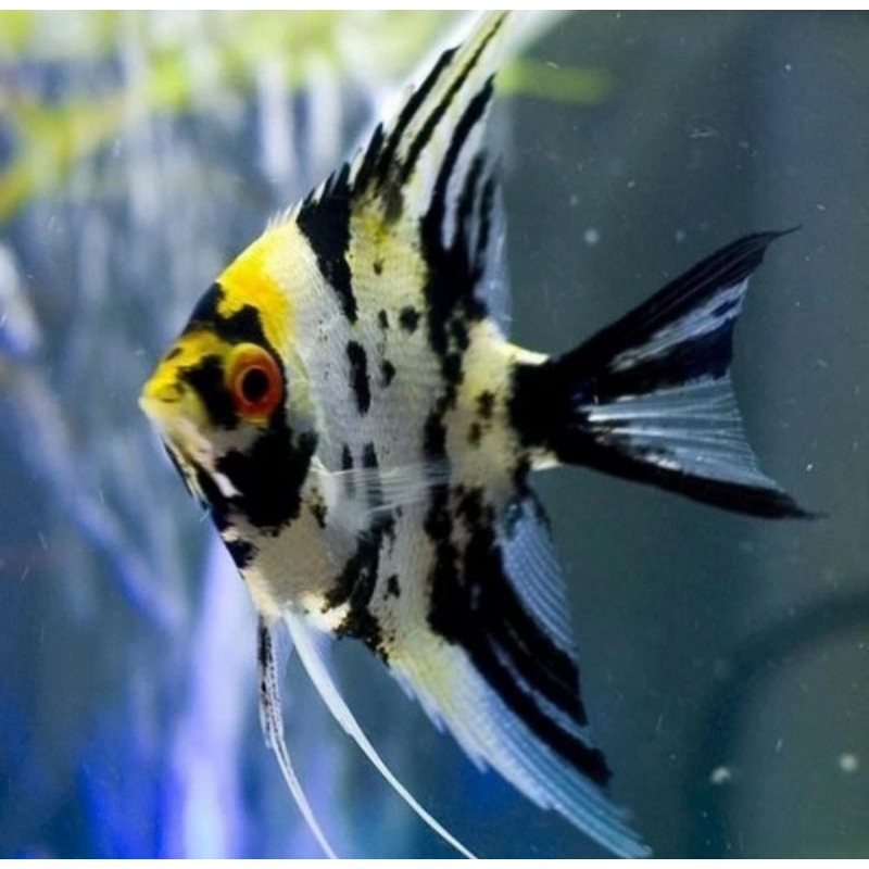 Jual Ikan Layar Manfish Angelfish Manvis Tricolor Marble air tawar hias ...