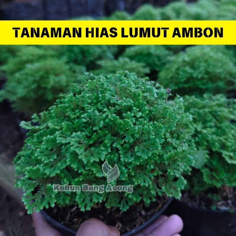 Jual Tanaman Hias Lumut Ambon Kebun Bang Acong | Shopee Indonesia
