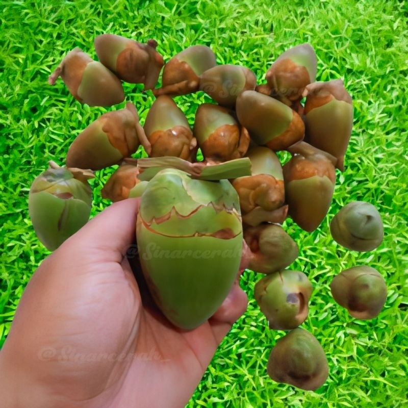 Jual Beluluk Kelapa kecil/Tembuluk Kelapa kecil/Buah kelapa kecil ...