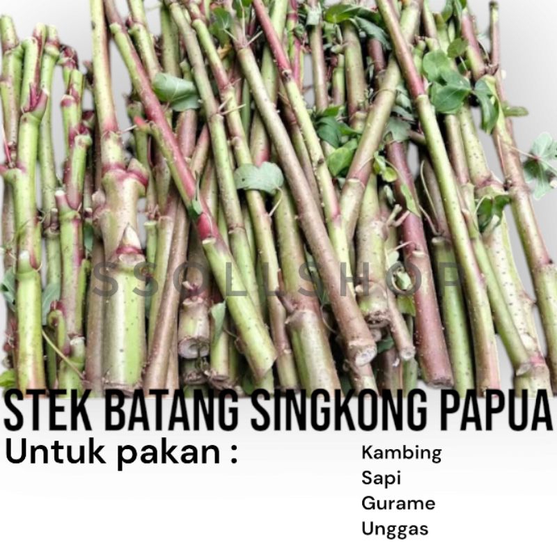 Jual Stek Batang Singkong Papua 30 Batang | Shopee Indonesia