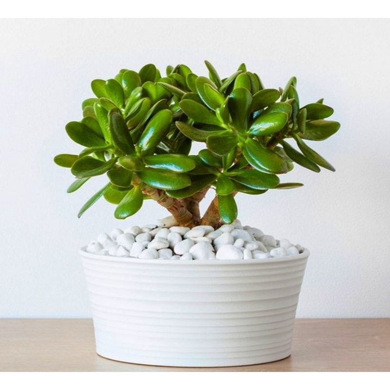 Jual tanaman hias Jade plant - tanaman mini - tanaman giok | Shopee ...