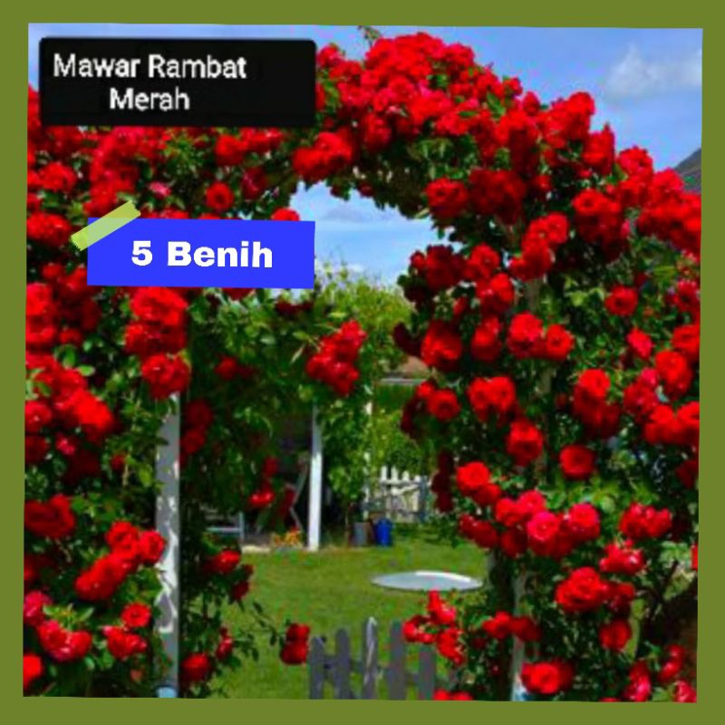 Jual Benih Mawar Rambat MERAH super (5 butir) | Shopee Indonesia