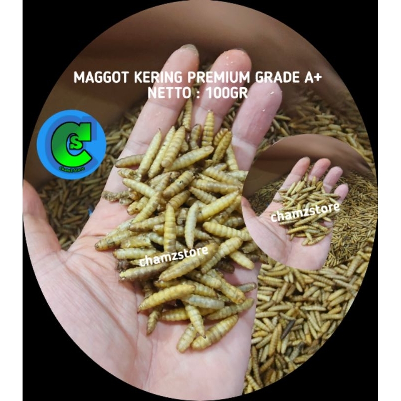 Jual maggot bsf maggot kering pakan koi, channa, arwana, louhan, kura kura / maggot kering pakan ...