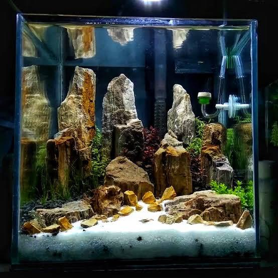 Jual Batu Fosil Aquascape / BATU FOSIL KAYU 1KG batu aquascape batu ...