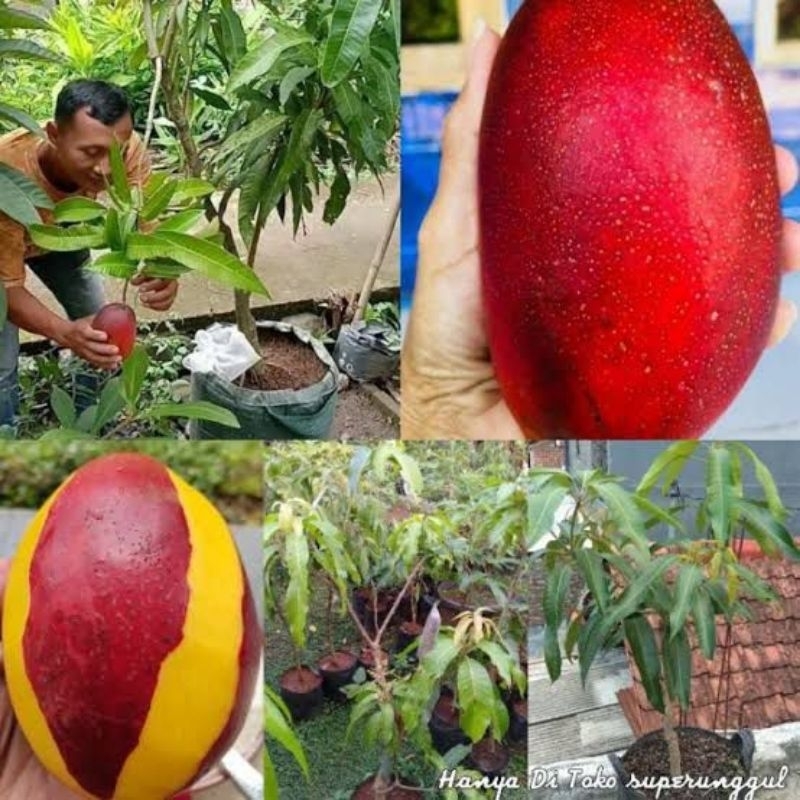 Jual Bibit Tanaman Mangga Red Emperor Tinggi 1 Meter Up Batang Besar ...
