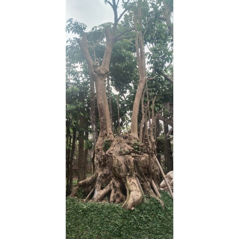 Jual pohon pule besar motif akar | Shopee Indonesia
