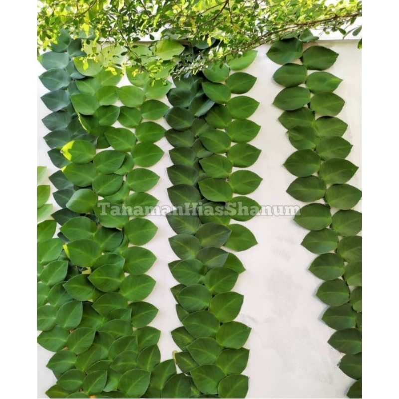 Jual Promo COD!!! tanaman hias rambat dollar besar - tanaman rambat ...