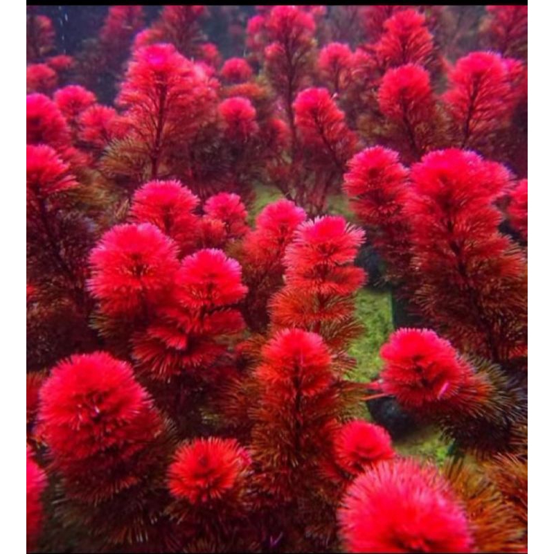 Jual tanaman aquascape cabomba super red dekorasi aquarium | Shopee ...