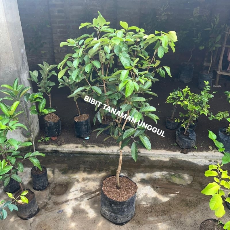 Jual Indukan Rambutan Super Rimbun (cargo) | Shopee Indonesia
