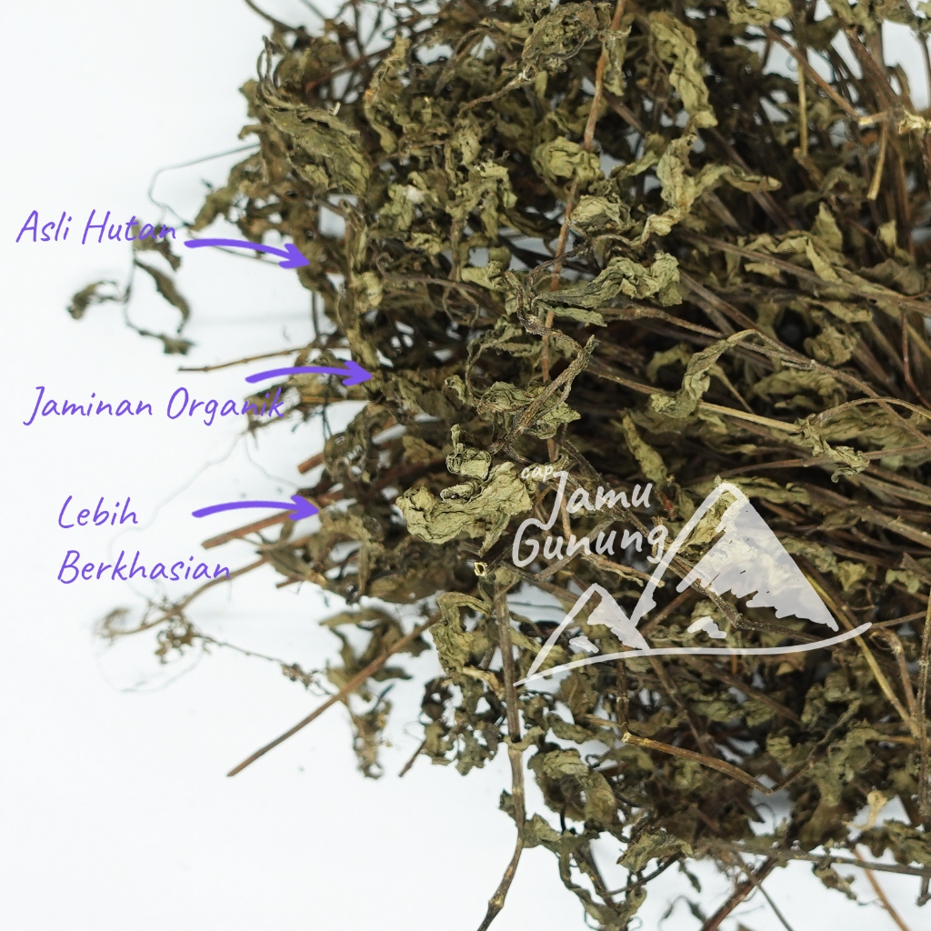 Jual Daun Mint 500gr Kering Organik dan Asli | Shopee Indonesia
