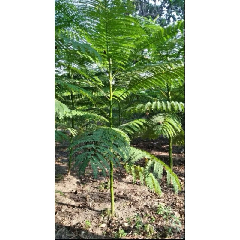 Jual POHON PAKIS BRAZIL SOLOBIUM 2 METER | Shopee Indonesia