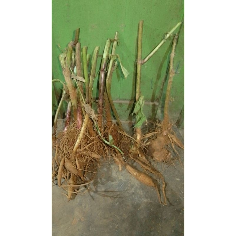 Jual Bibit rimpang beserta batang tanaman Umbi Yakon | Shopee Indonesia