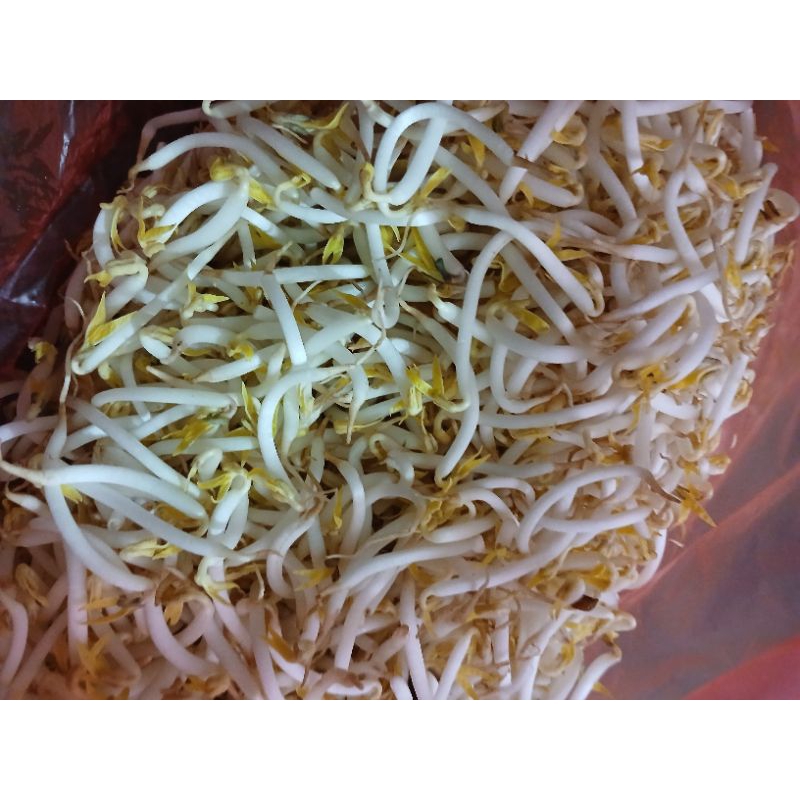 Jual INSTAN - TOGE BANGKOK / TAOGE BESAR / TOGE PANJANG 500GRAM ...