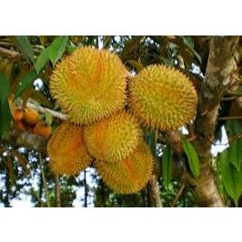 Jual Durian Montong – Durian dengan daging tebal, manis, dan sedikit pahit, kulit tebal dan duri ...