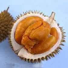 Jual Bibit Durian Black Thorn – Durian dengan daging lembut dan rasa manis yang sangat kaya ...