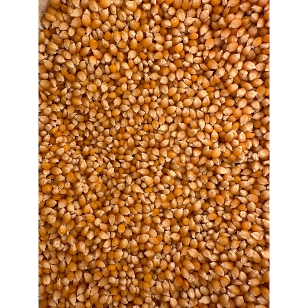 Jual Jagung Popcorn Mentah 1 Kg Original / Jagung Popcorn Premium ...