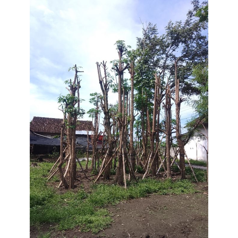 Jual Pohon Pulai/Pule Besar Grouping Sudah Karantina (Beserta Tanam ...