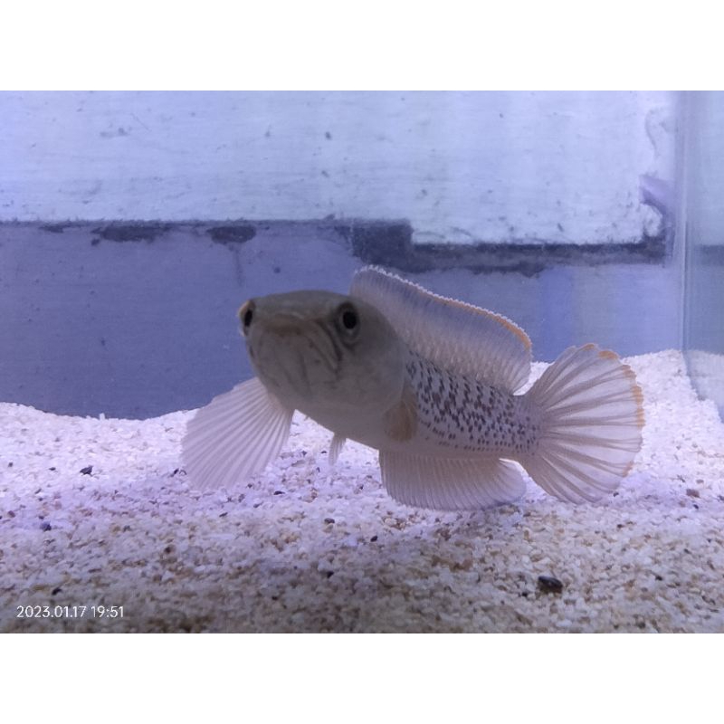 Jual Sticker Channa Stewarti | Shopee Indonesia