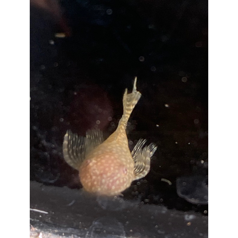 Jual brushmouth pleco l144 @100e | Shopee Indonesia