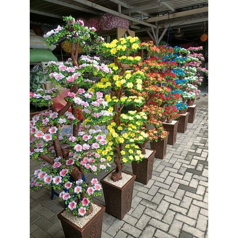 Jual [Bunga set pot] Pohon bonsai hawai ekstra jumbo 200 cm / bunga ...