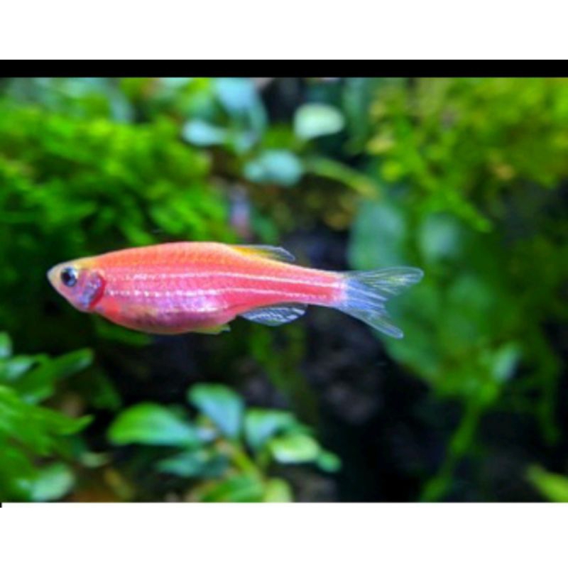 Jual ikan hias zebra denio pink isi 20 ekor.. | Shopee Indonesia