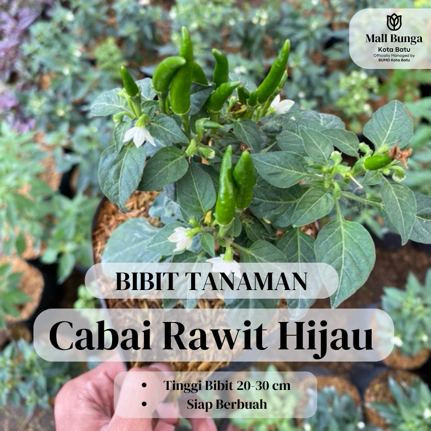 Jual Bibit Cabai Rawit Hijau - Tanaman Cabe Pelengkap Lalap / Gorengan ...
