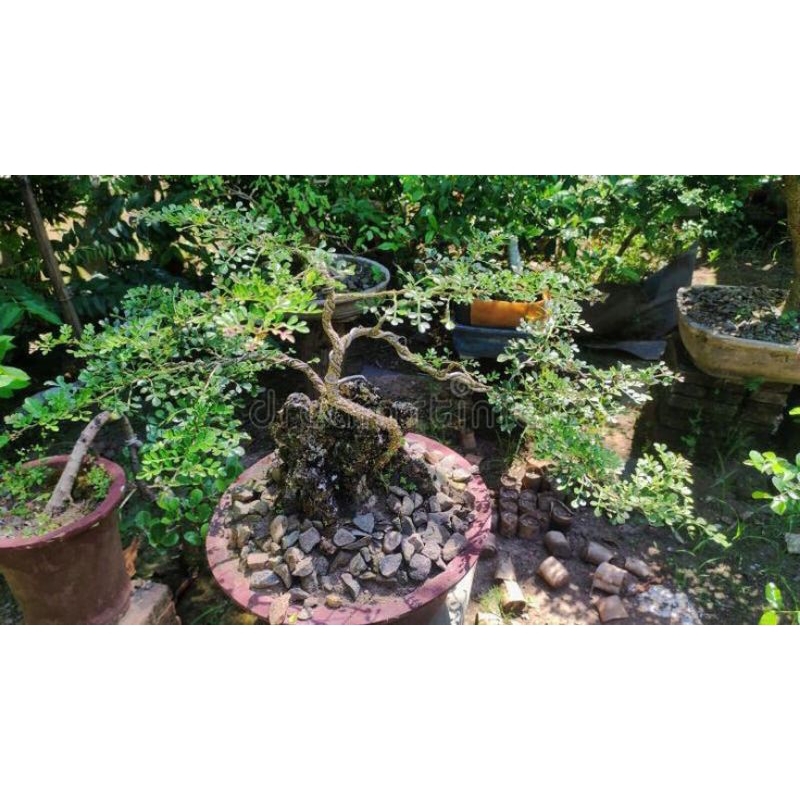 Jual KAWISTA BATU (bahan bonsai) | Shopee Indonesia