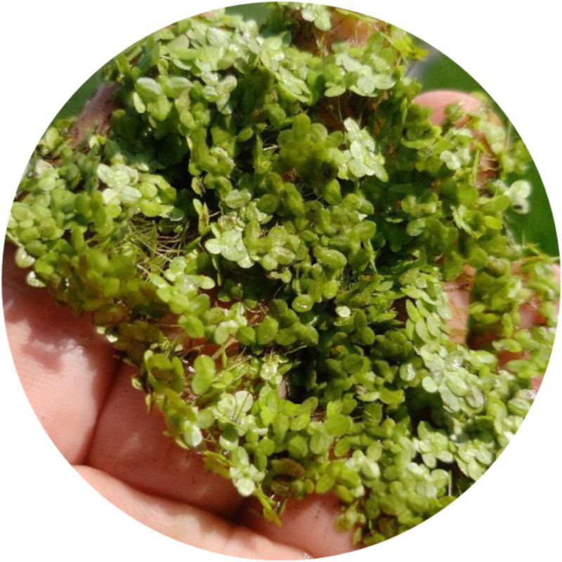 Jual lemna minor mata lele tanaman air duck weed | Shopee Indonesia