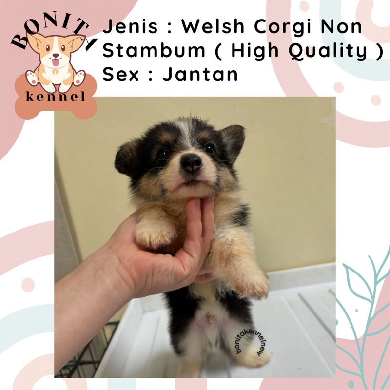 Jual Pembroke Welsh Corgi Non Stambum Sable Three Color Anak Anjing ...